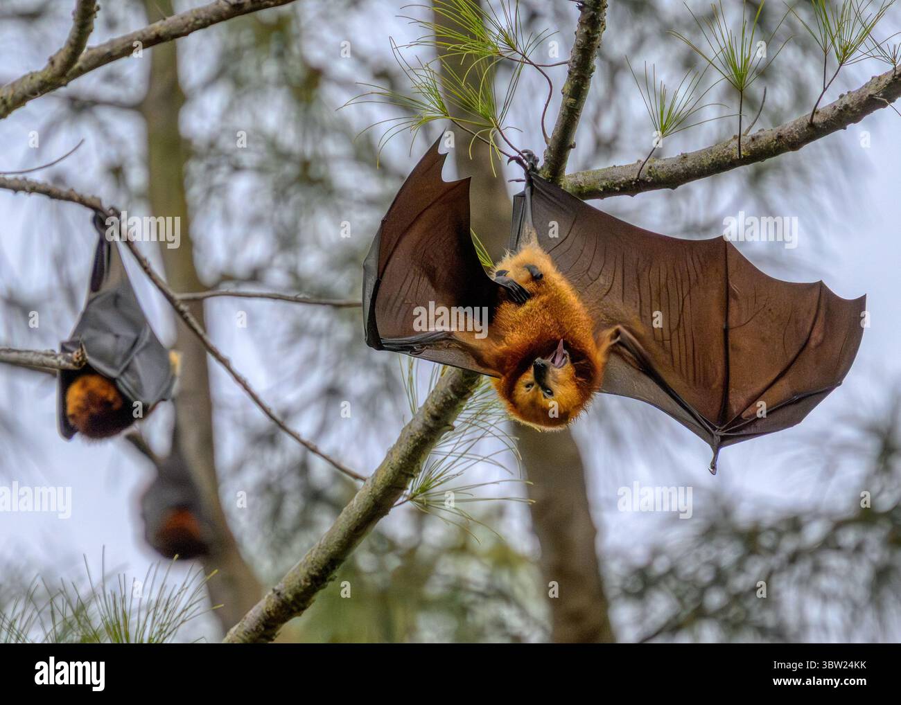 A Mauritian fruit bat or flying fox Stock Photo - Alamy
