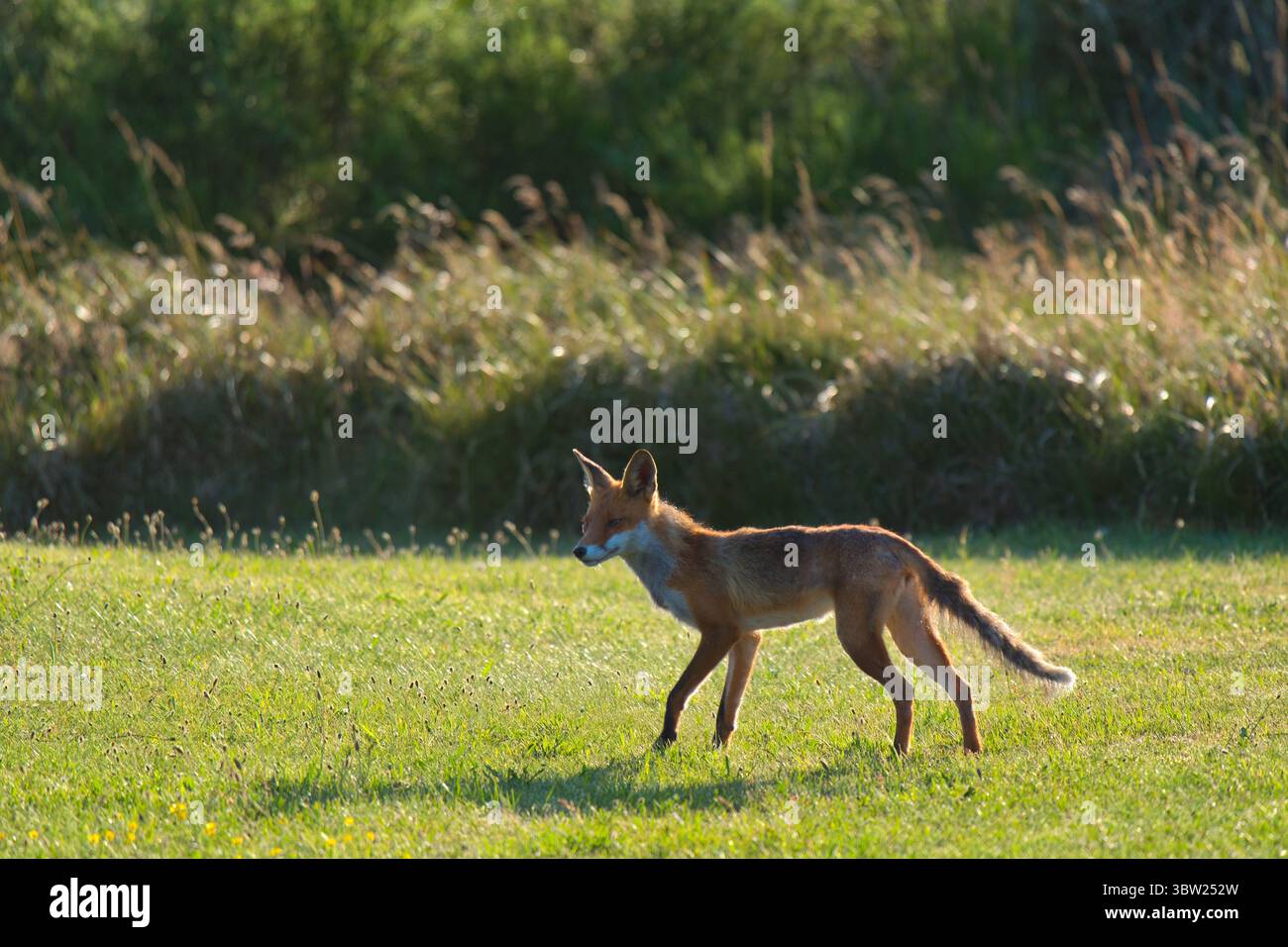 A red fox (Vulpes vulpes) standing alert on a grassy field Stock Photo ...