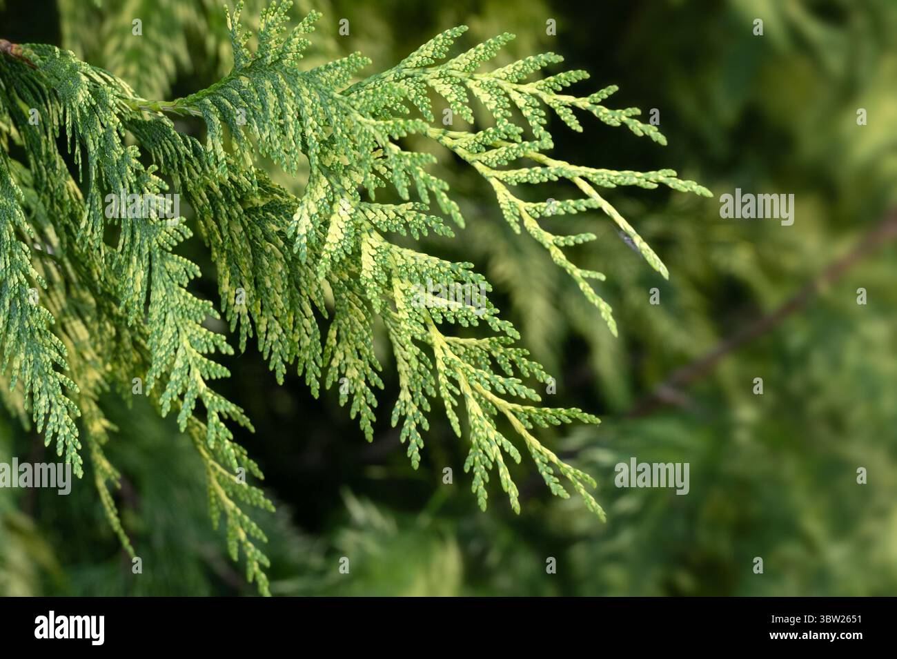 Closeup of foliage of Thuja plicata 'Irish Gold' in a garden in summer ...