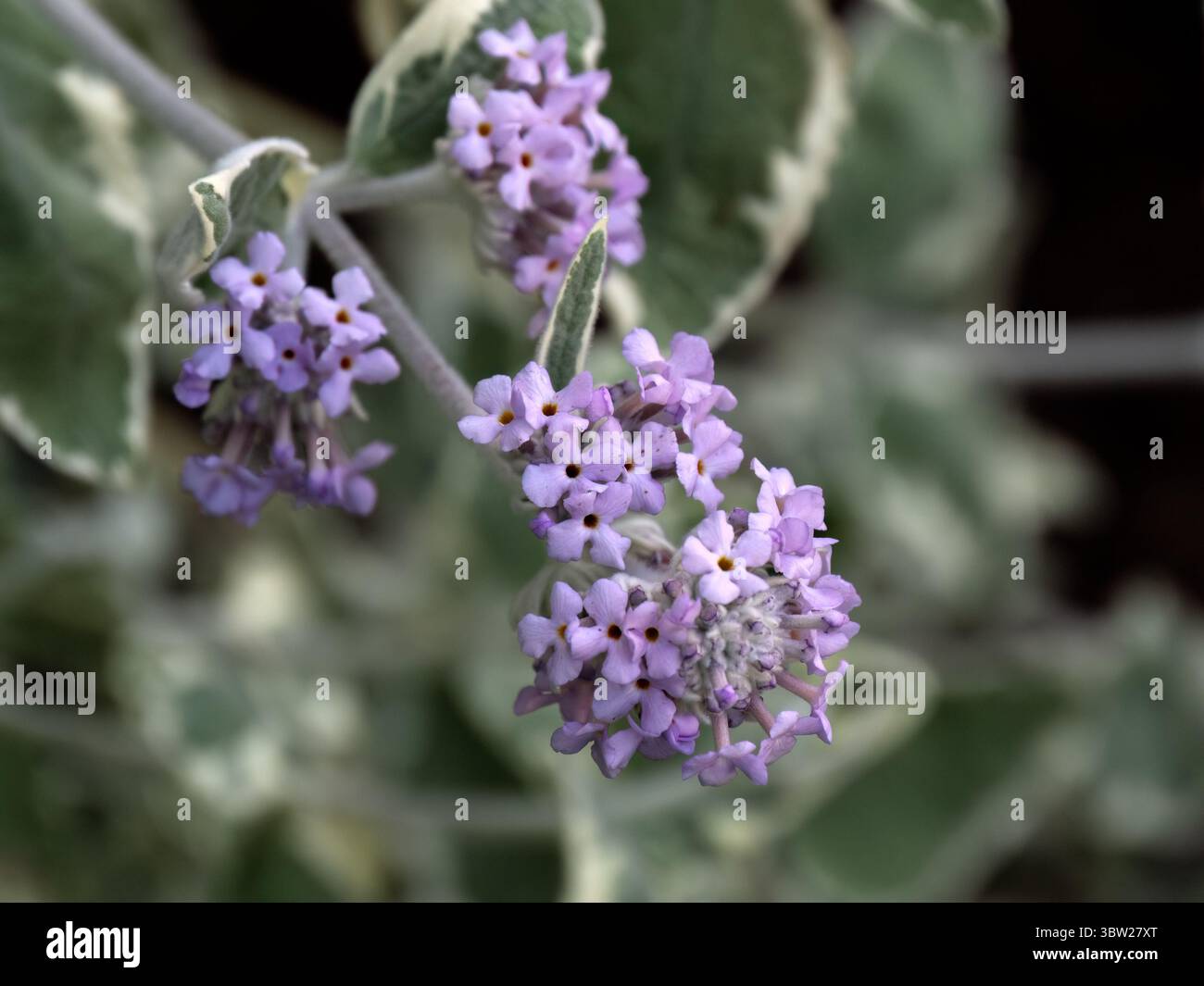 Himalayan butterfly hi-res stock photography and images - Alamy
