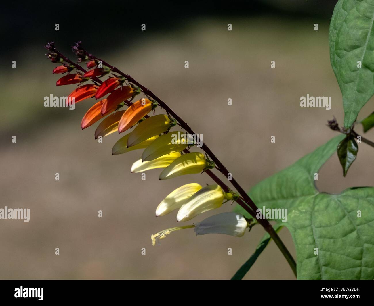 Ipomoea lobata jungle queen hi-res stock photography and images - Alamy