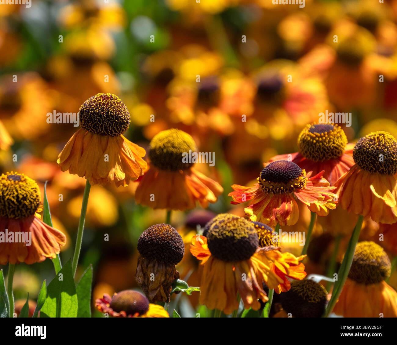 Closeup of flower of Helenium 'Waltraut' in a garden in summer Stock ...
