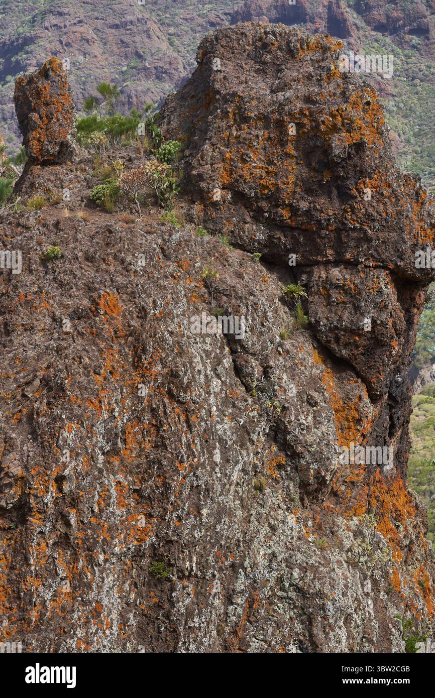 Dry volcanic cliff face with agave plants and layered rock textures in ...