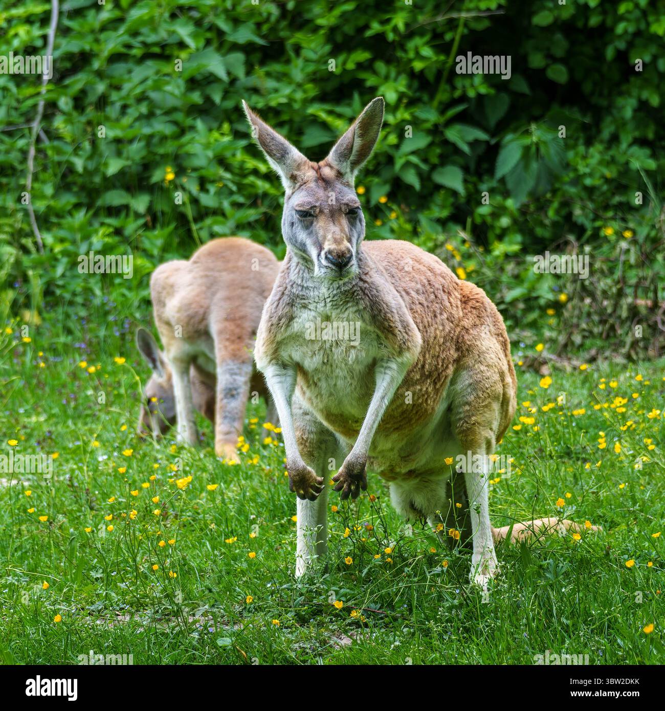 The red kangaroo, Macropus rufus is the largest of all kangaroos, the ...