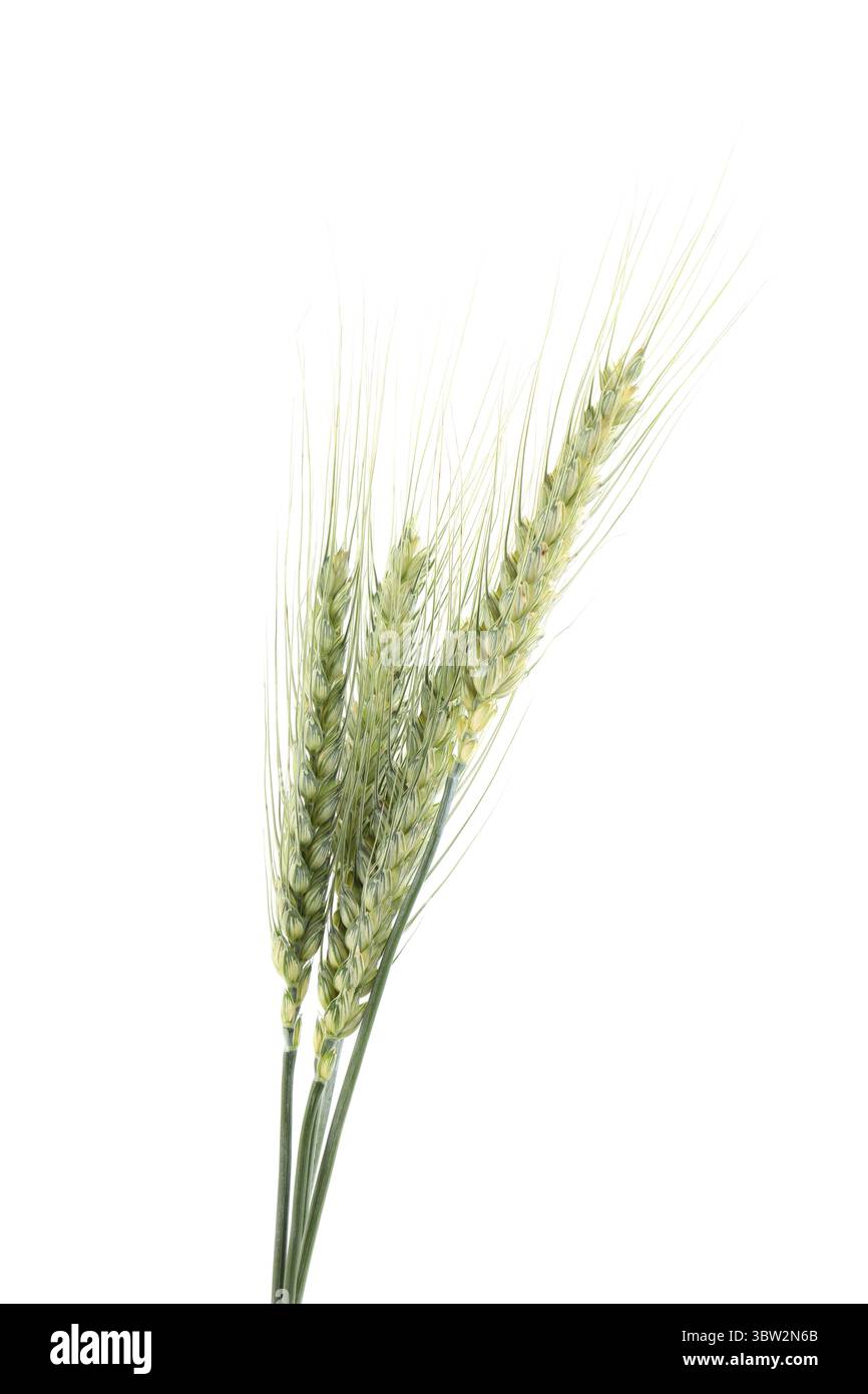 Many green wheat spikes isolated on white Stock Photo - Alamy