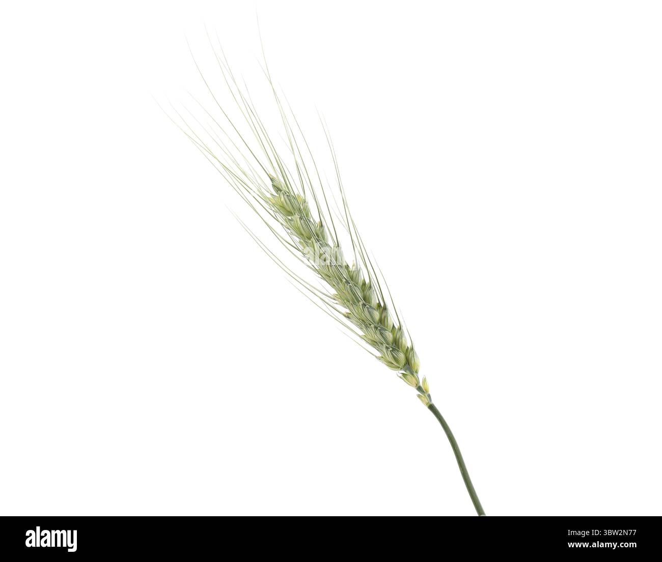 One green wheat spike isolated on white Stock Photo - Alamy