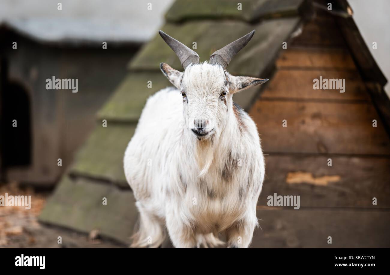 Beautiful Young Goat On An Outdoor Farm, Domestic White Animal Stock ...