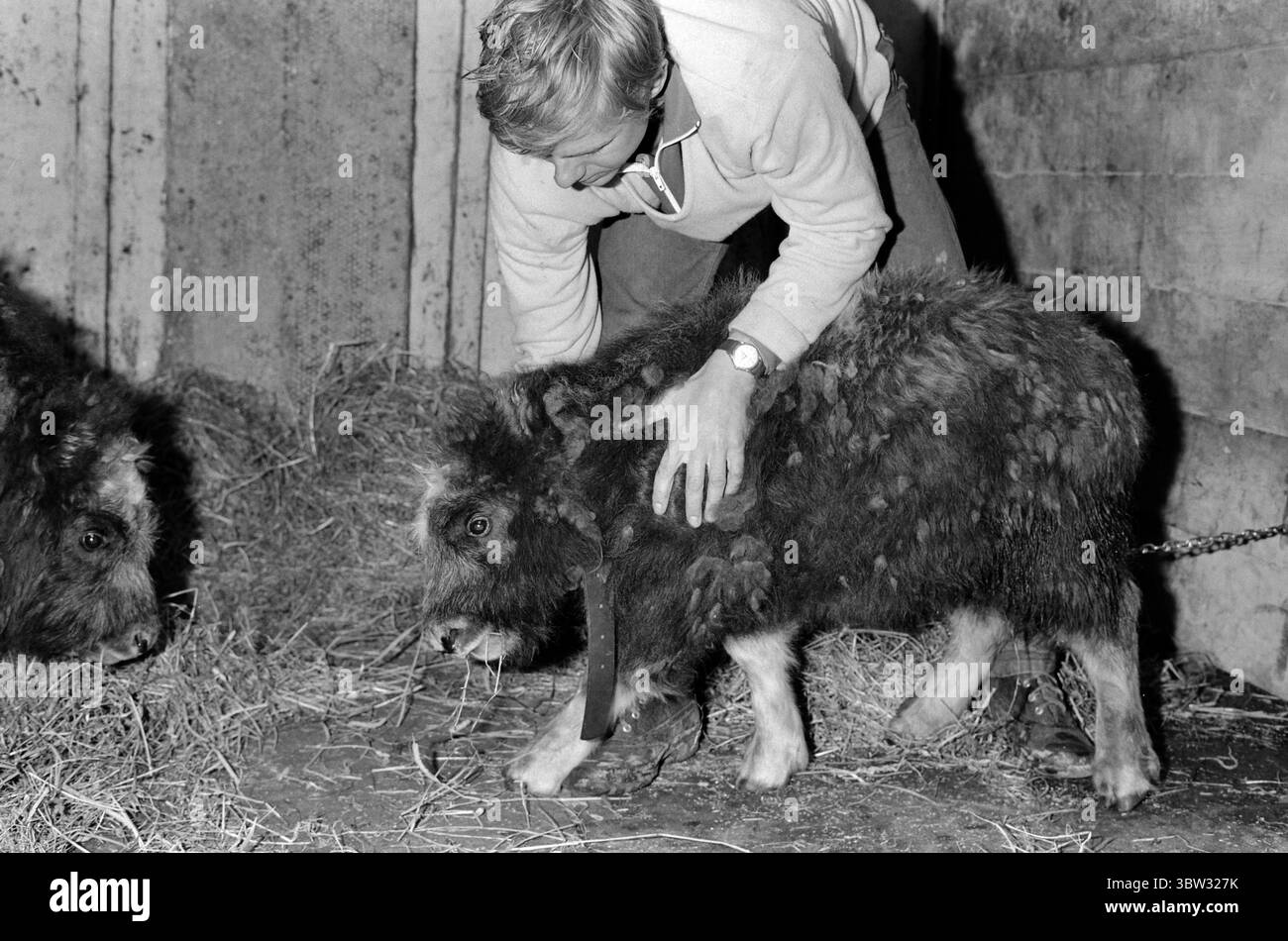 Aktuell 37 - 3 - 1969: A ship will be loaded with muskNorway's new ...