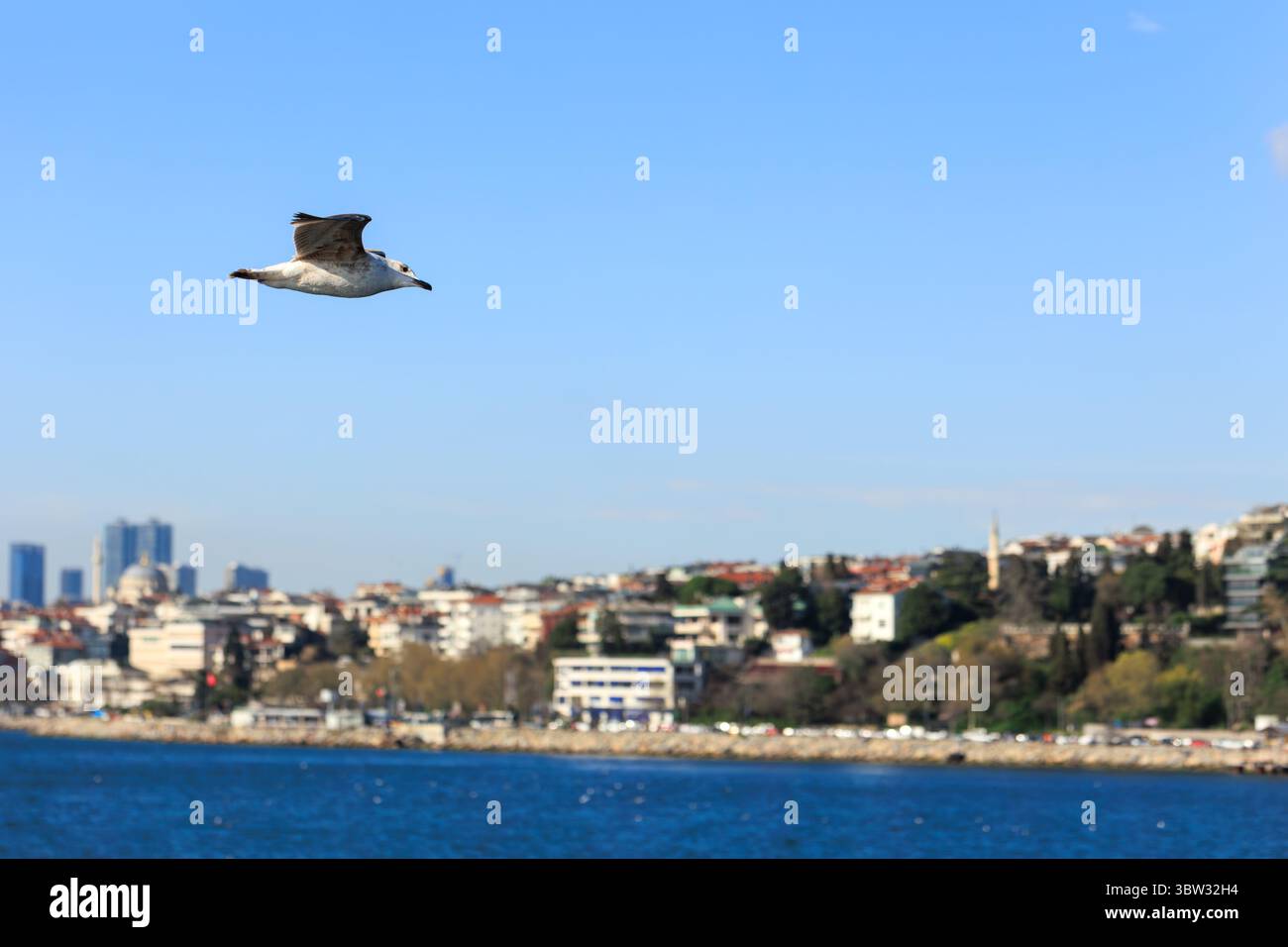 Seagull flying above building hi-res stock photography and images - Alamy