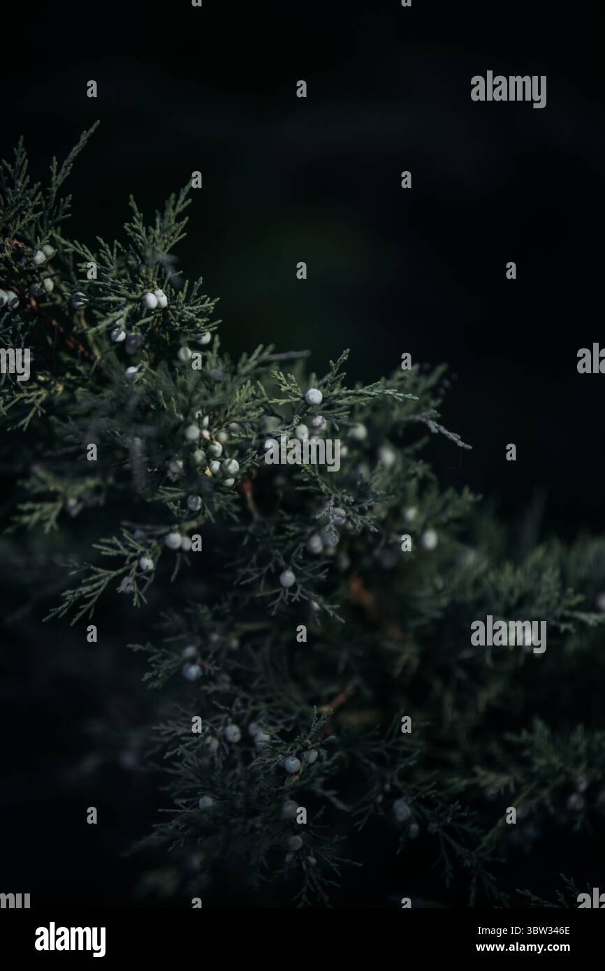 Juniper bush in the garden Stock Photo - Alamy