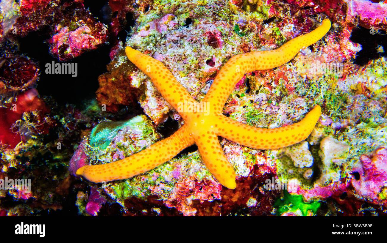Multi Pore Sea Star, Linckia multifora, Starfish, Reef Building Corals ...