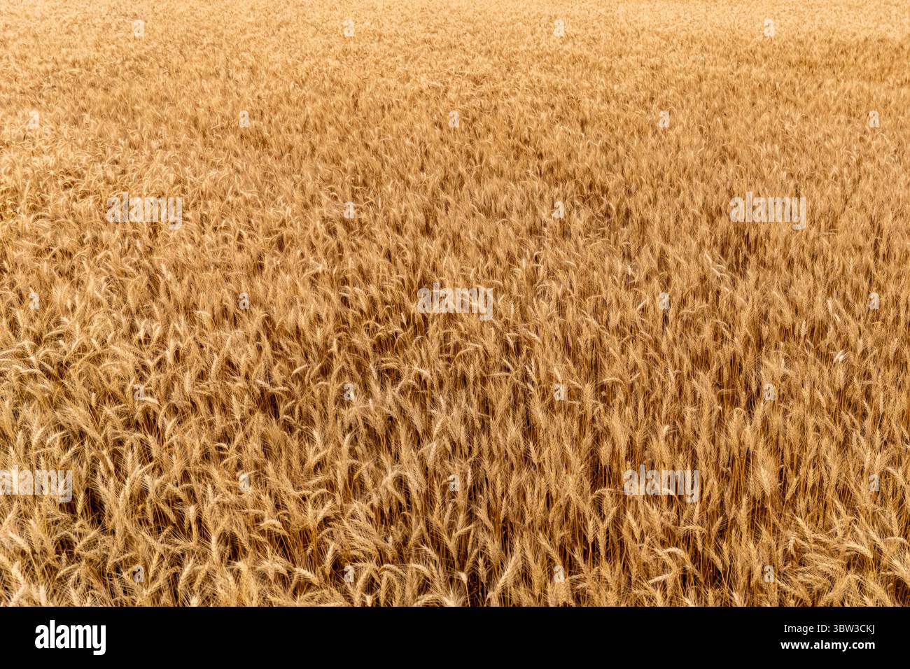 Golden wheat ears swaying hi-res stock photography and images - Alamy