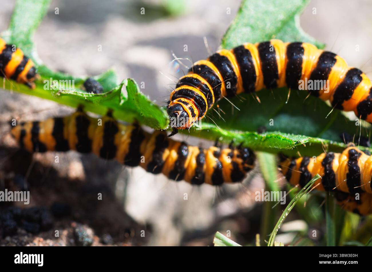 Cinnabar caterpllars are easily identified by their black and yellow ...