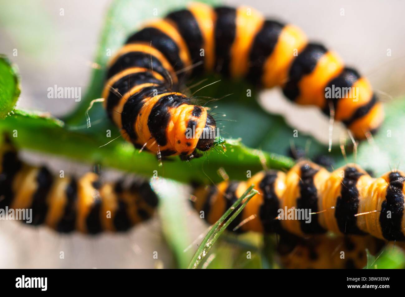 Cinnabar caterpllars are easily identified by their black and yellow ...