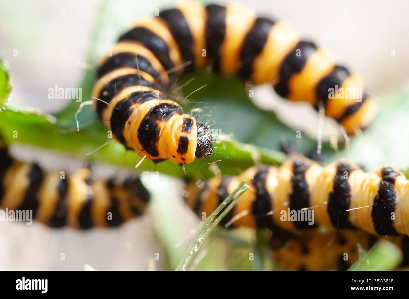 Cinnabar caterpllars are easily identified by their black and yellow ...