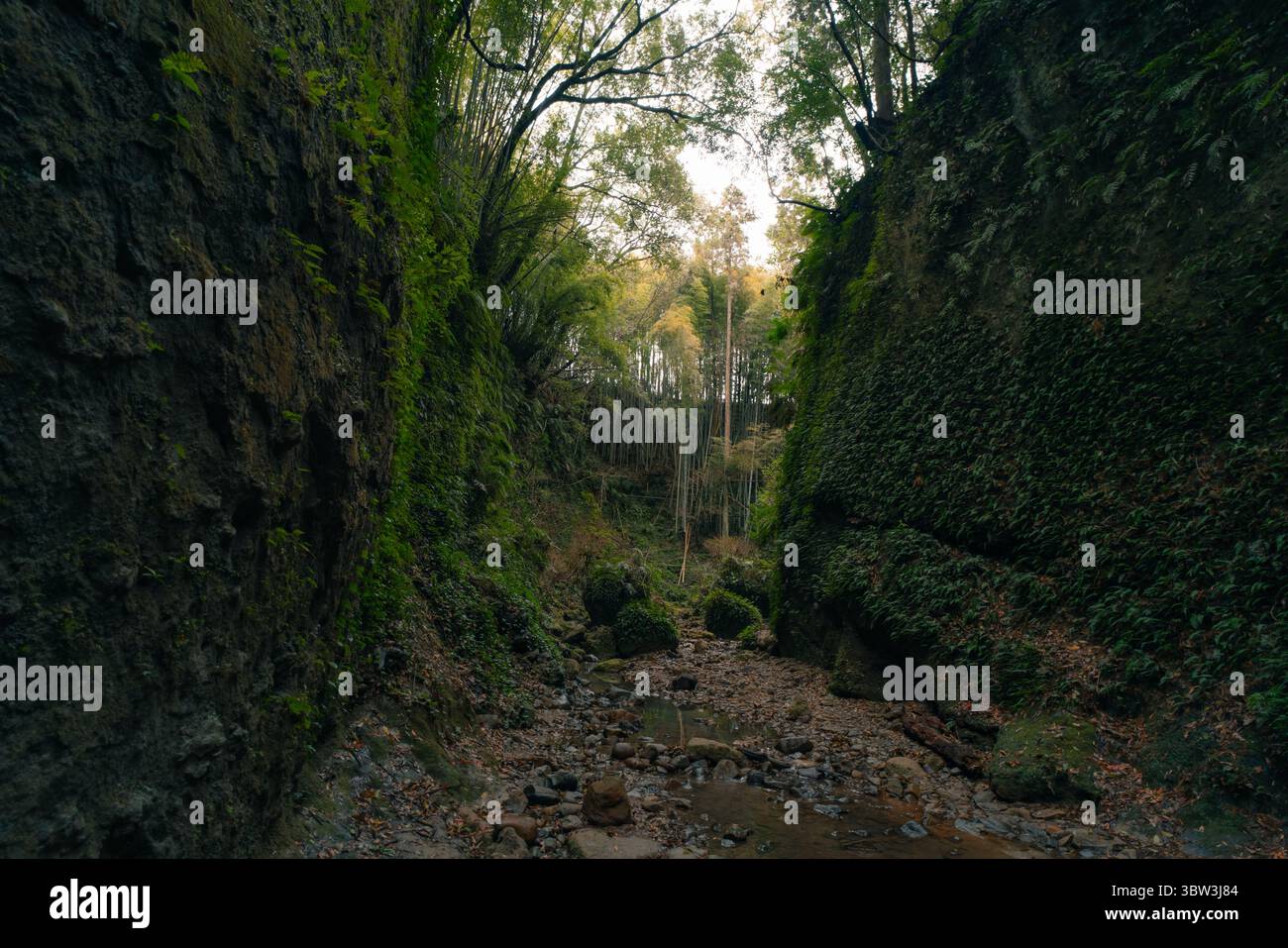 Masses of Fern at Ioki-do, Aki, Kochi, Japan. High quality photo Stock ...