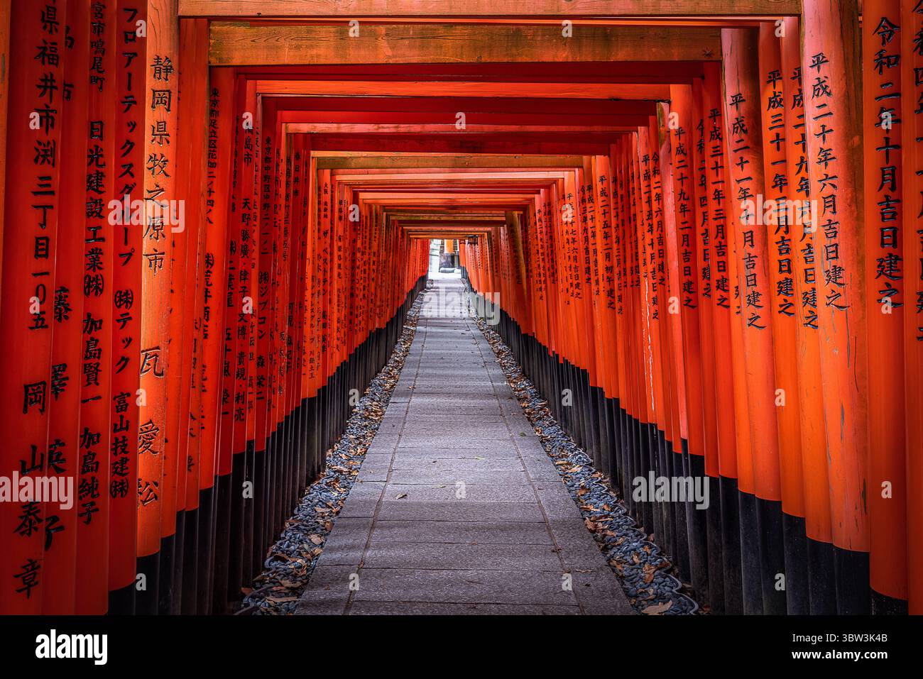View of vermillion torii gates stretch into the distance creating a ...