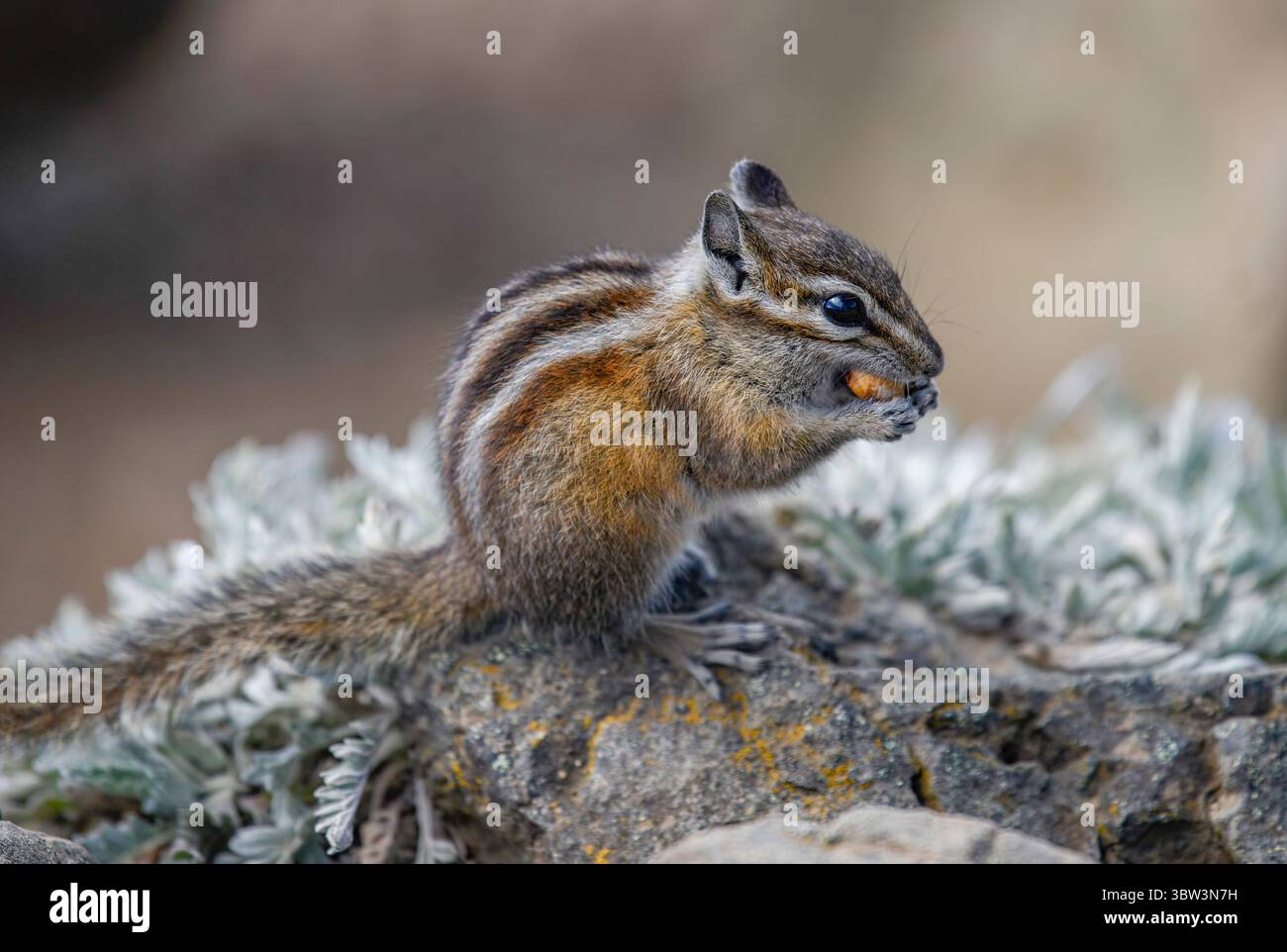 Chipmunk on Hurricane Hill, Olympic National Park, Washington Stock ...