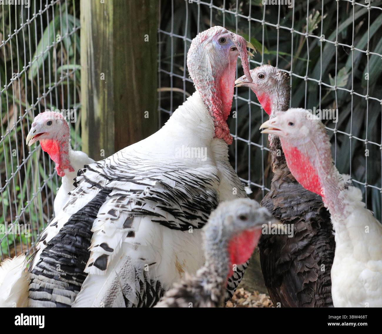 October 28, 2020, Ocoee, FL, USA: Turkeys at Dale Volkert's Lake Meadow ...