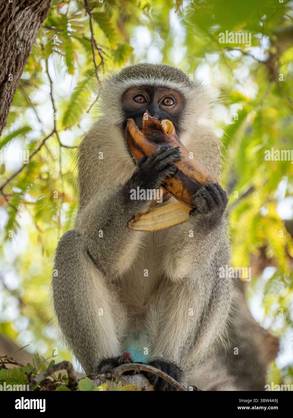 Monkey sitting eating fruit hi-res stock photography and images - Alamy