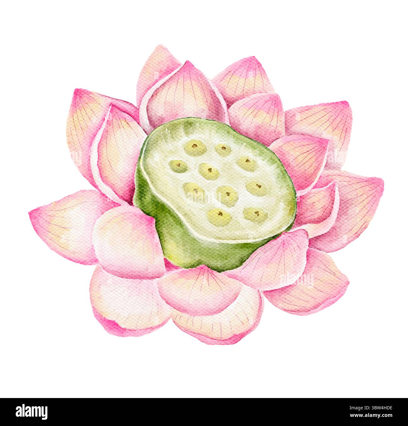 Pink lotus flower with seed pod in center. Watercolor element for spa ...