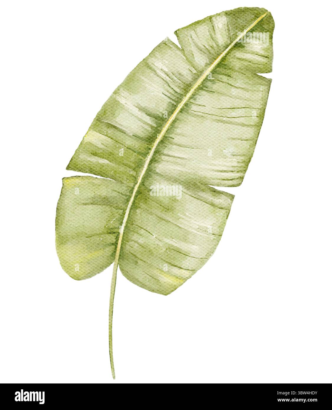 Bright botanical clipart Cut Out Stock Images & Pictures - Alamy