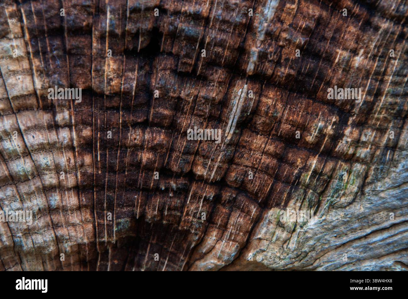 Abstract wood grain texture in sepia tones, ideal for backgrounds ...