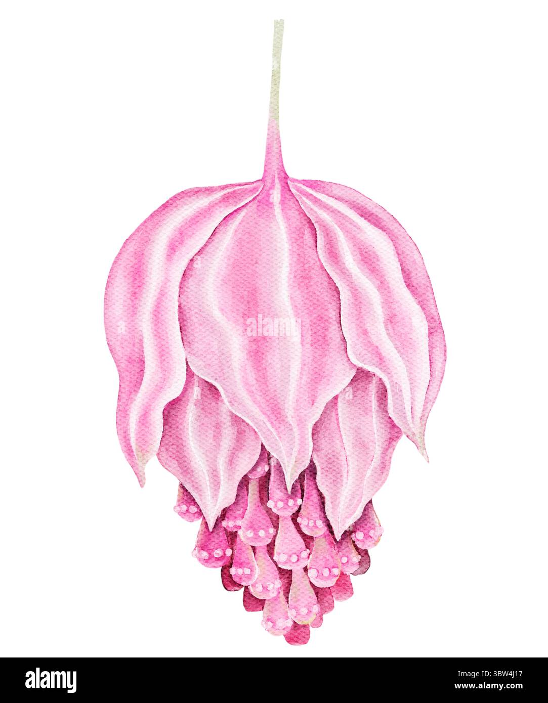 Vintage exotic botanical prints Cut Out Stock Images & Pictures - Alamy