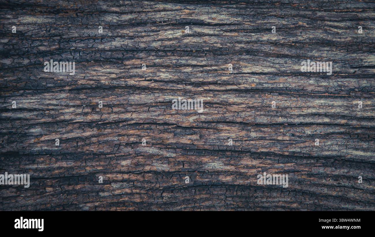 Tree bark pattern for background work Stock Photo - Alamy