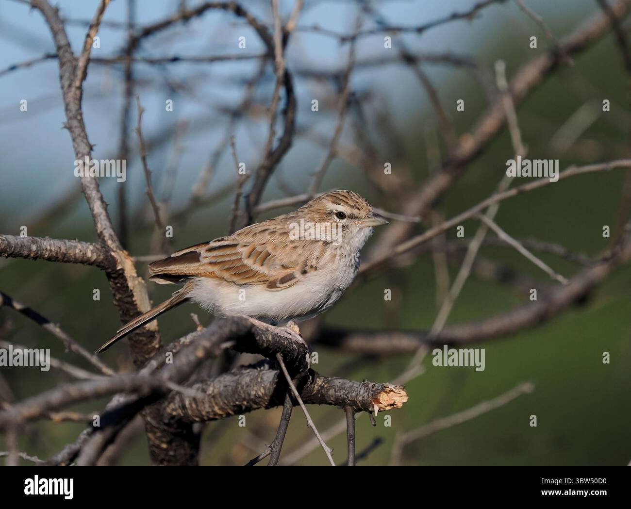 The fawn coloured lark is a common species in the Kalahari Desert where ...