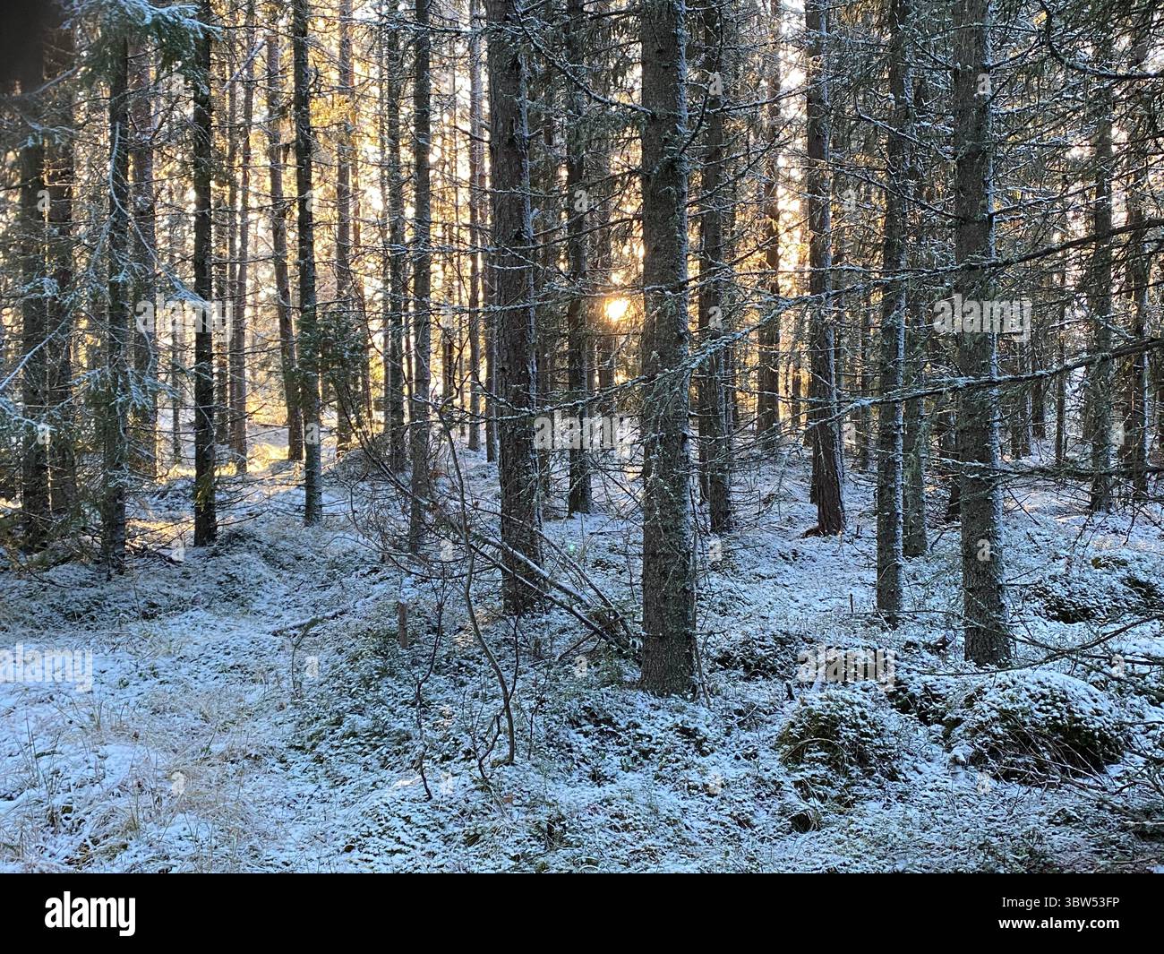 Coniferous forest path sun smartphone stock photos and images - Alamy