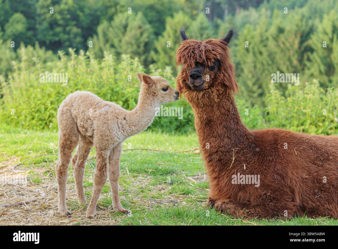 A freshly born white alpaca (Vicugna pacos) stands in front of its ...