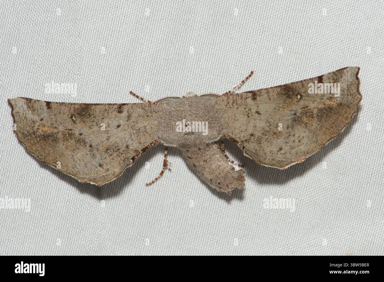 Broken leaf moth hi-res stock photography and images - Alamy