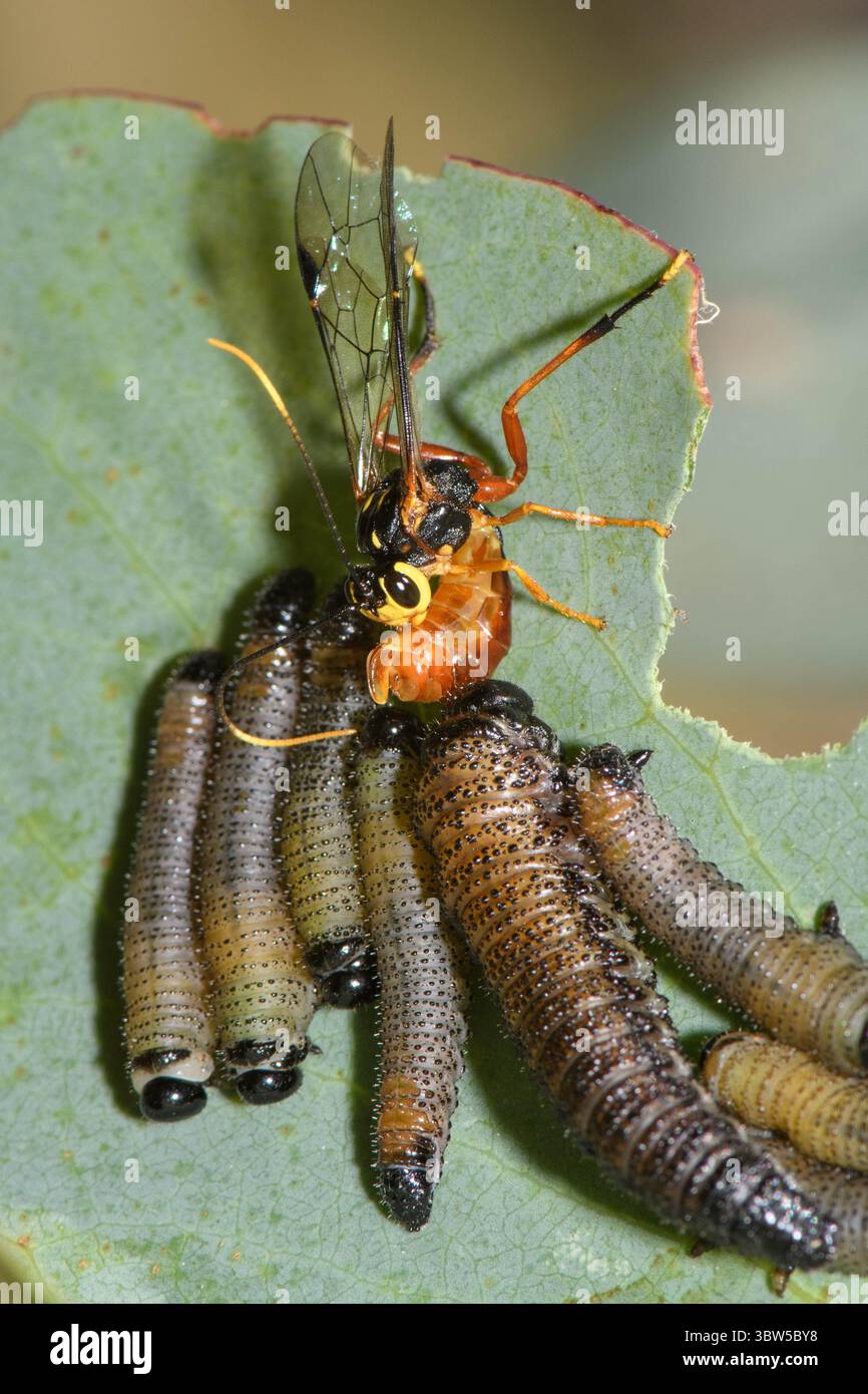 Ankylophon obligatus hi-res stock photography and images - Alamy