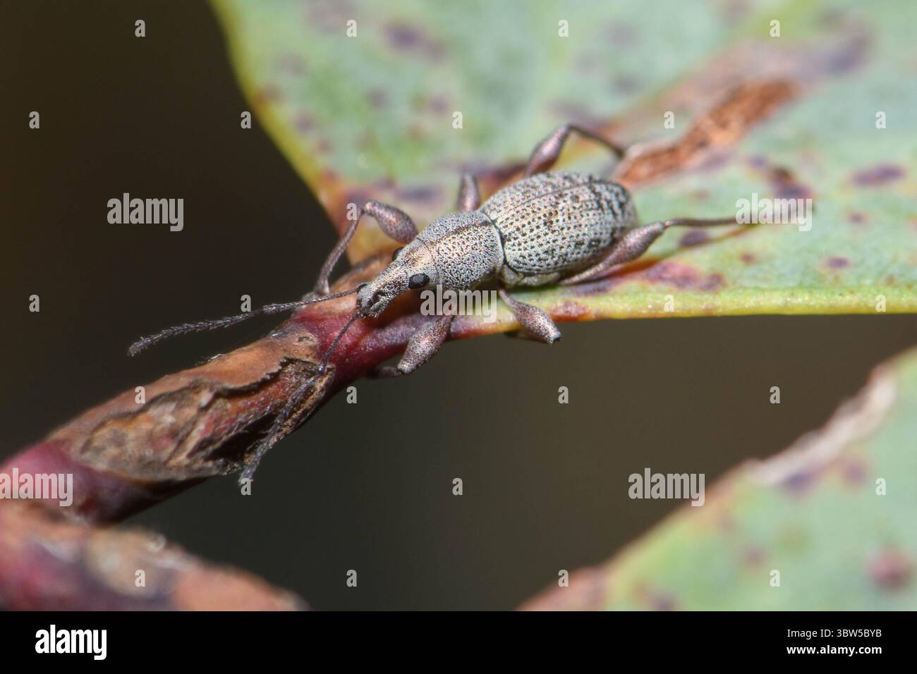 Laparocerini hi-res stock photography and images - Alamy