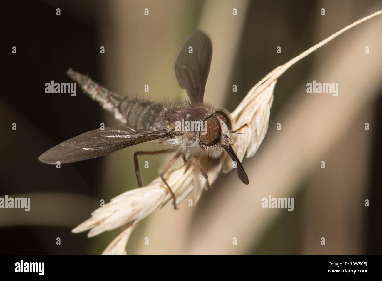 Endoparasitoids hi-res stock photography and images - Alamy