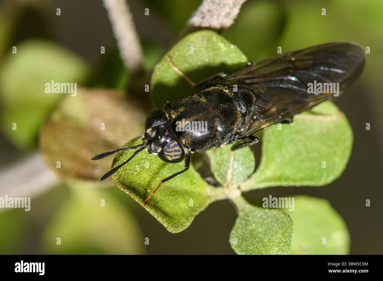 Black soldier fly farm hi-res stock photography and images - Alamy