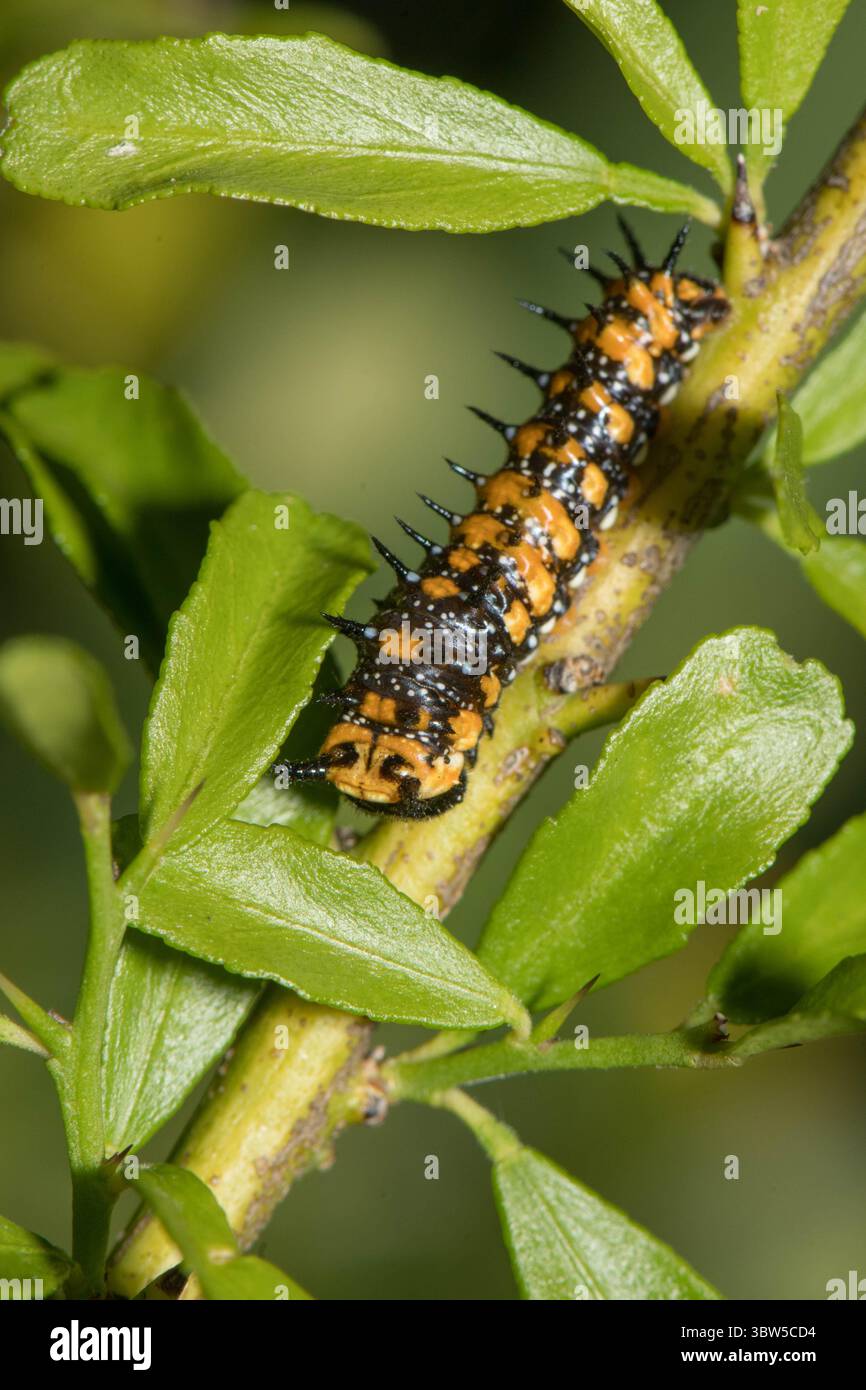 Dainty Swallowtail caterpillar on Finger Lime Stock Photo - Alamy