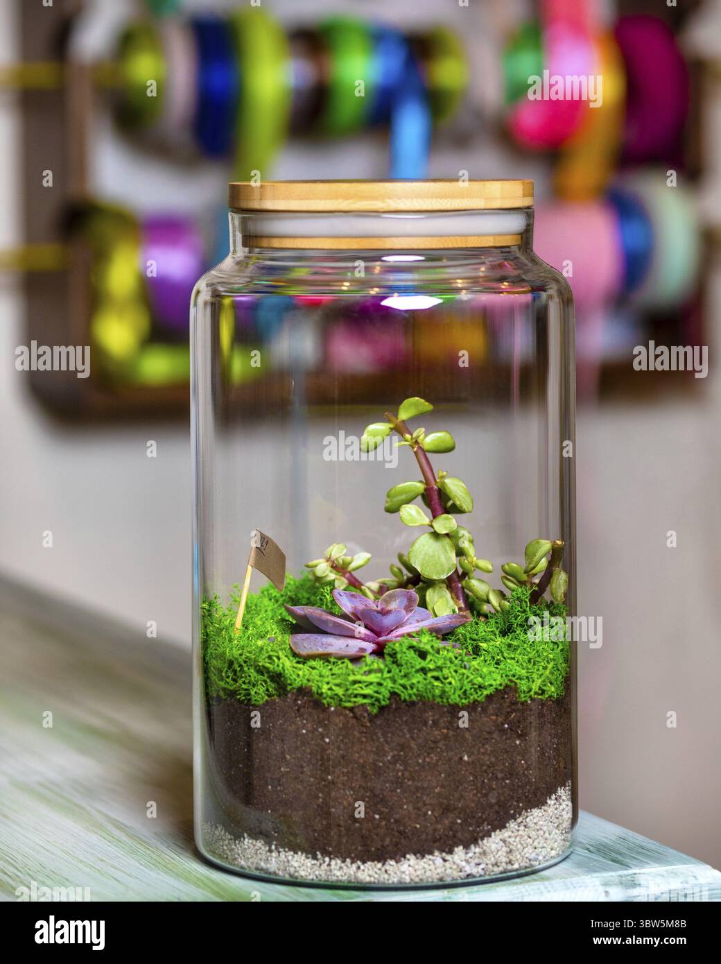 Terrarium plant in glass jar Stock Photo - Alamy