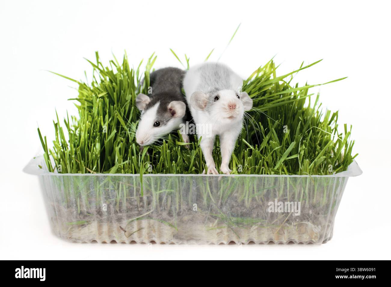 Two rats of the husky breed in oat microgreen grass on a white ...