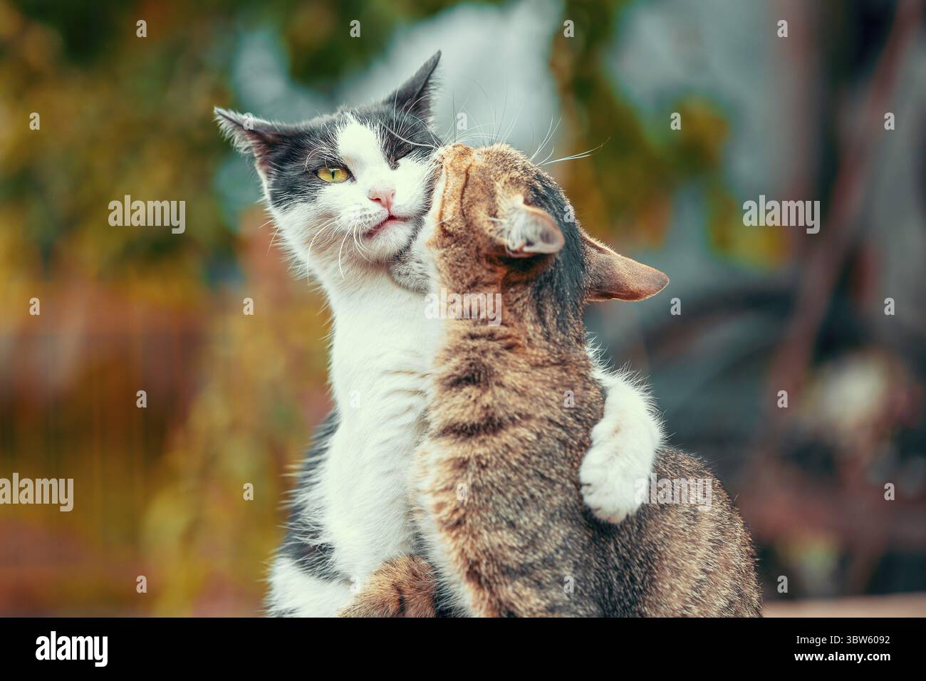 Funny tabby cat bite hi-res stock photography and images - Alamy