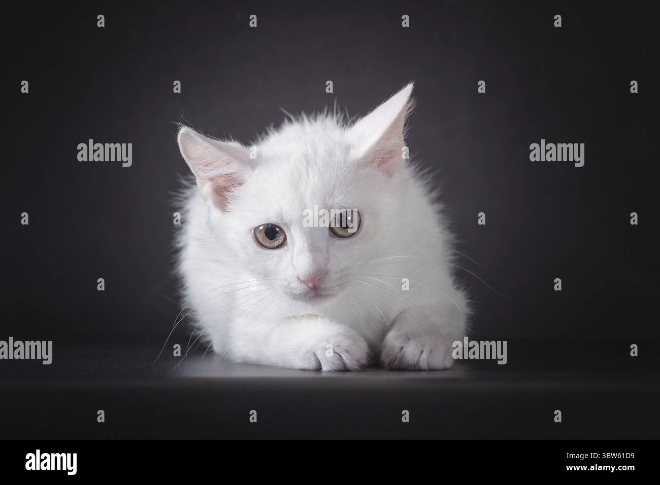 White little scared kitten on a black background Stock Photo - Alamy