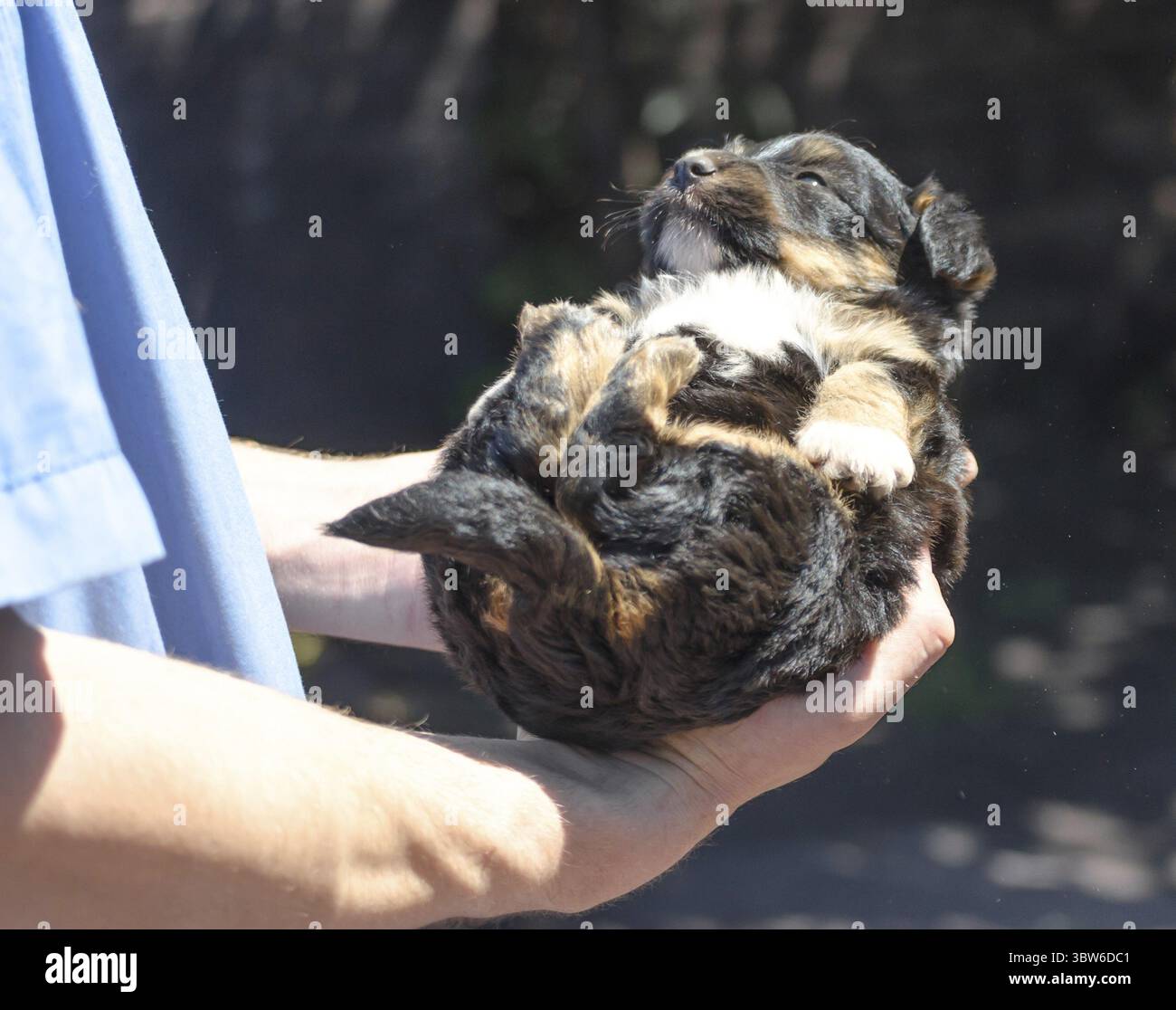 Young vet in uniform hi-res stock photography and images - Alamy
