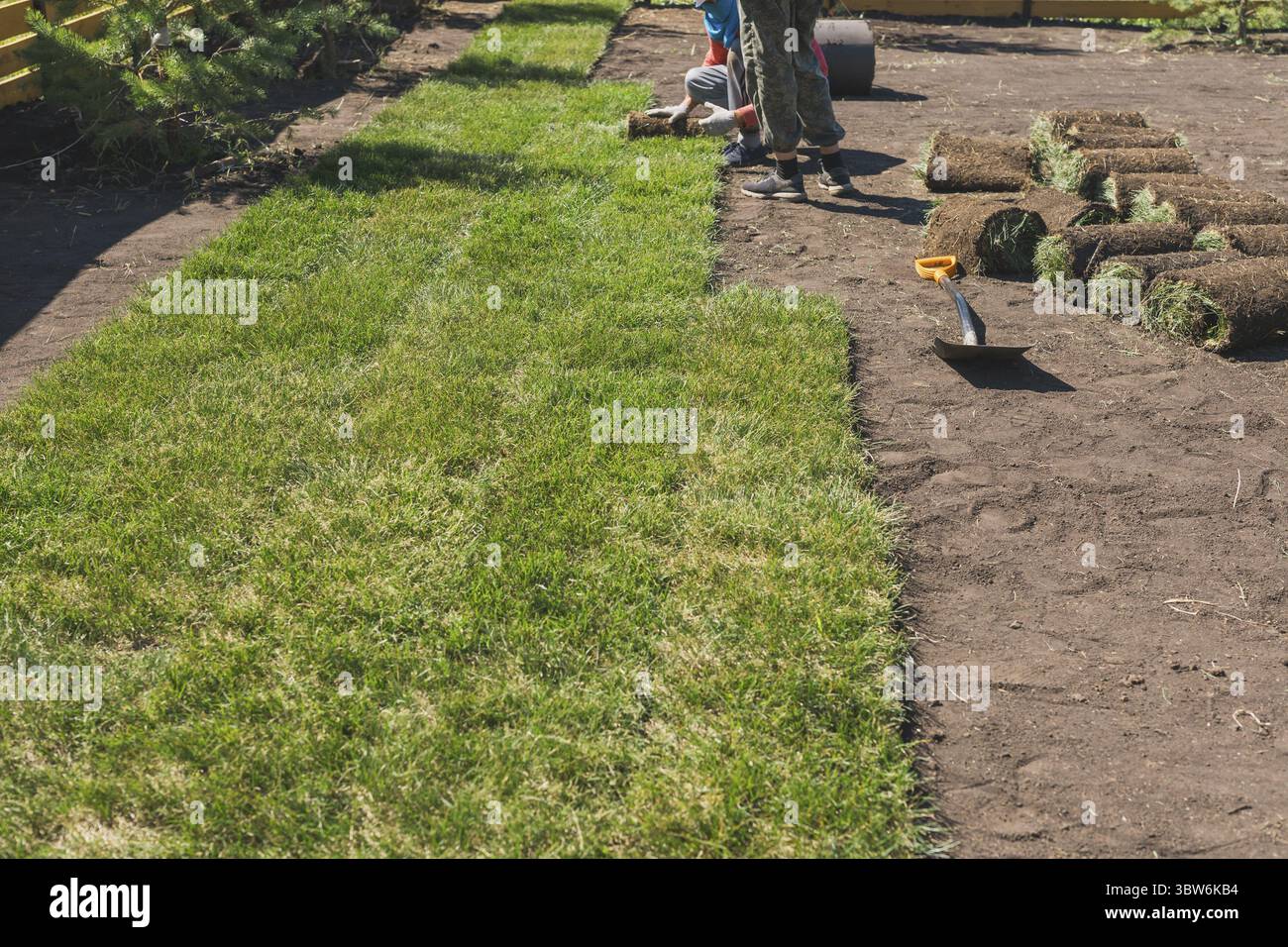 Laying sod for new garden lawn - turf laying concept Stock Photo - Alamy