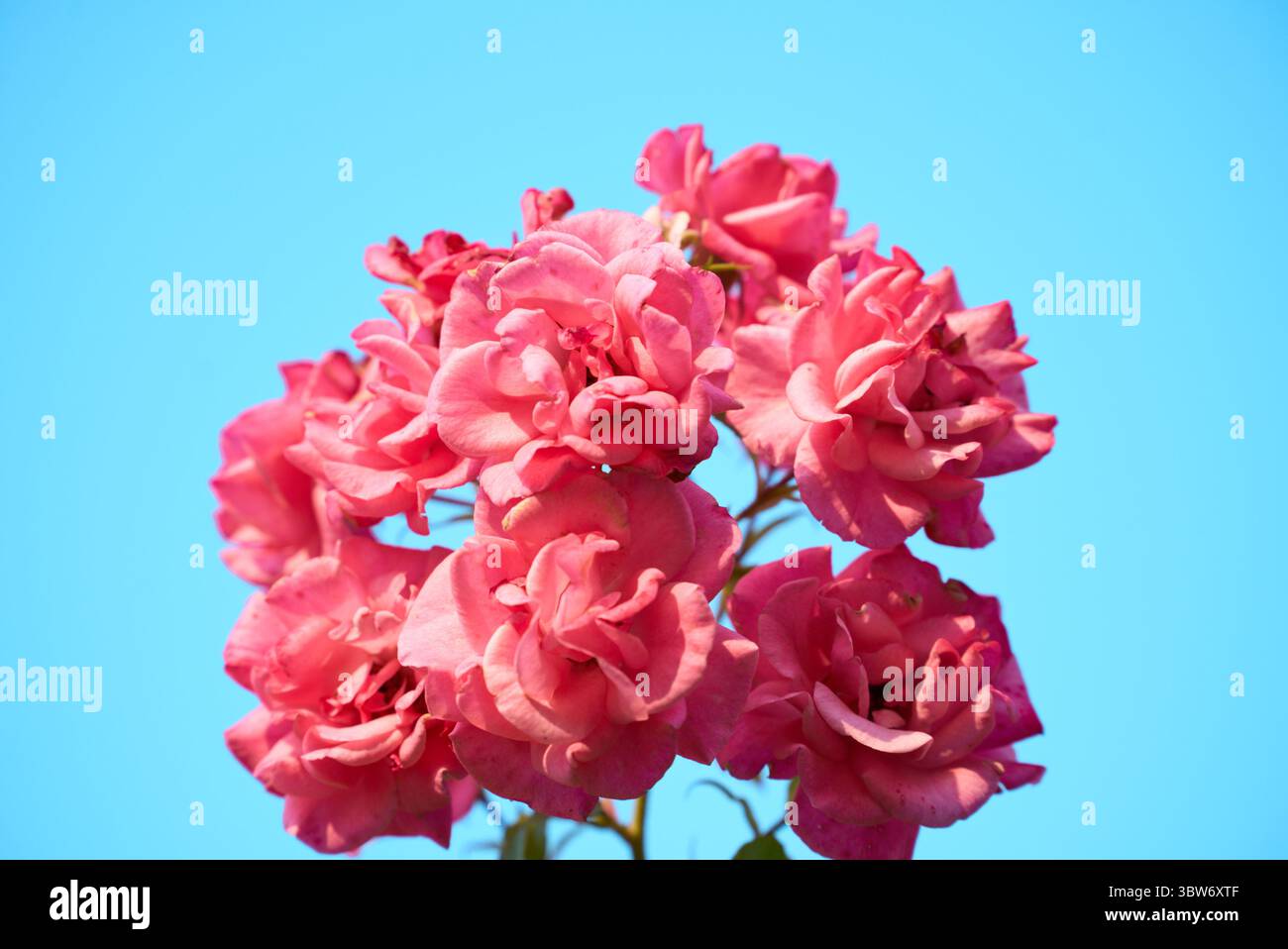 Roses are seen in the Royal Baths Park in Warsaw, Poland on 15 July ...