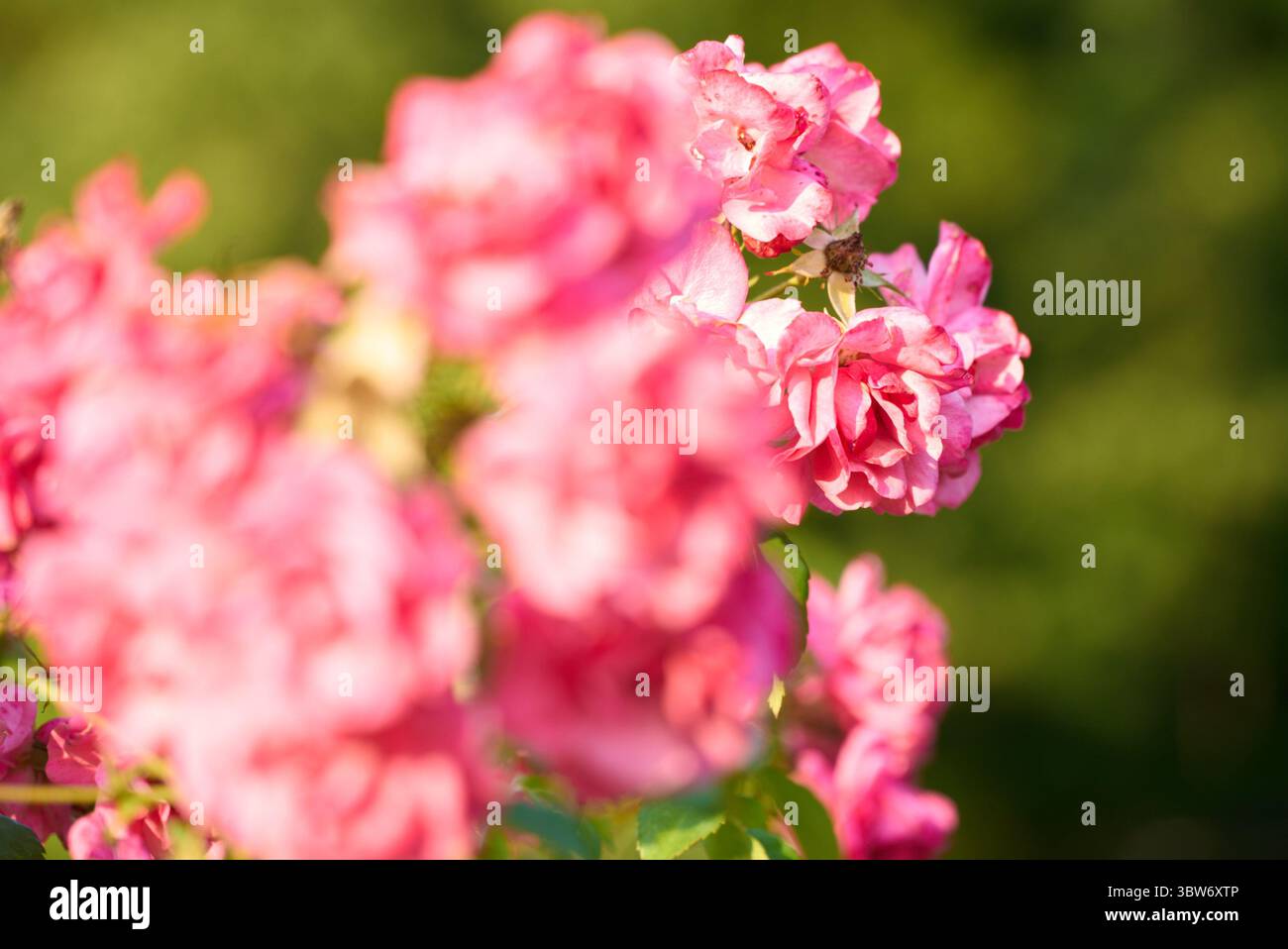 Roses are seen in the Royal Baths Park in Warsaw, Poland on 15 July ...