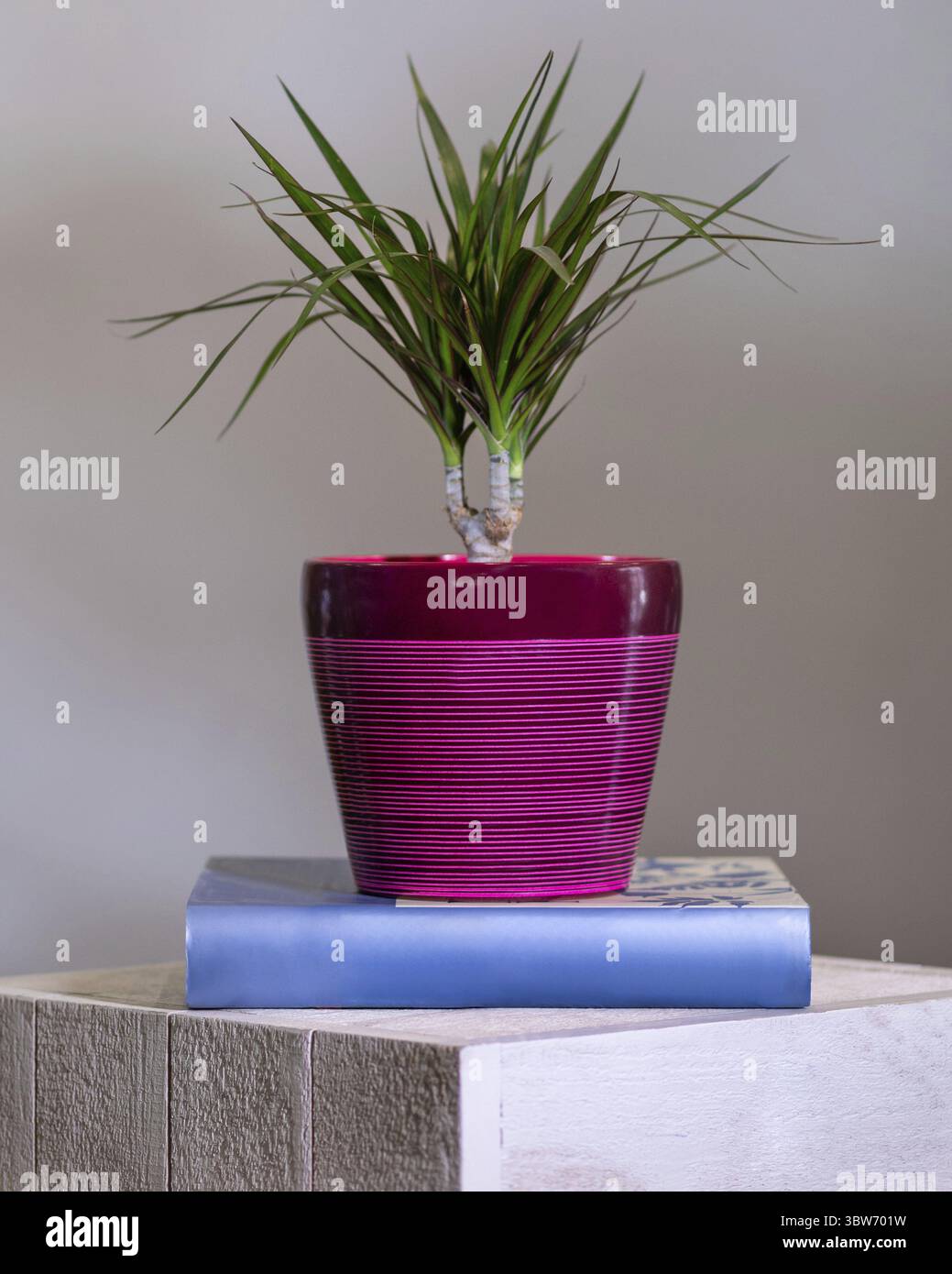One tree dracaena draco hi-res stock photography and images - Alamy
