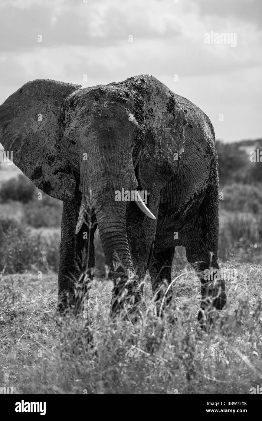 Wild animals in the Serengeti, Tanzania – African safari wildlife ...