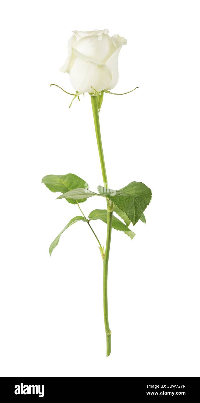 Elegant white rose on a long stem with green leaves isolated on white ...