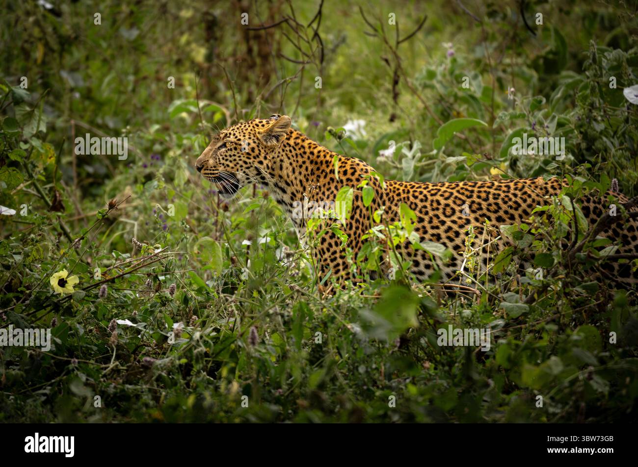 Wild animals in the Serengeti, Tanzania – African safari wildlife ...